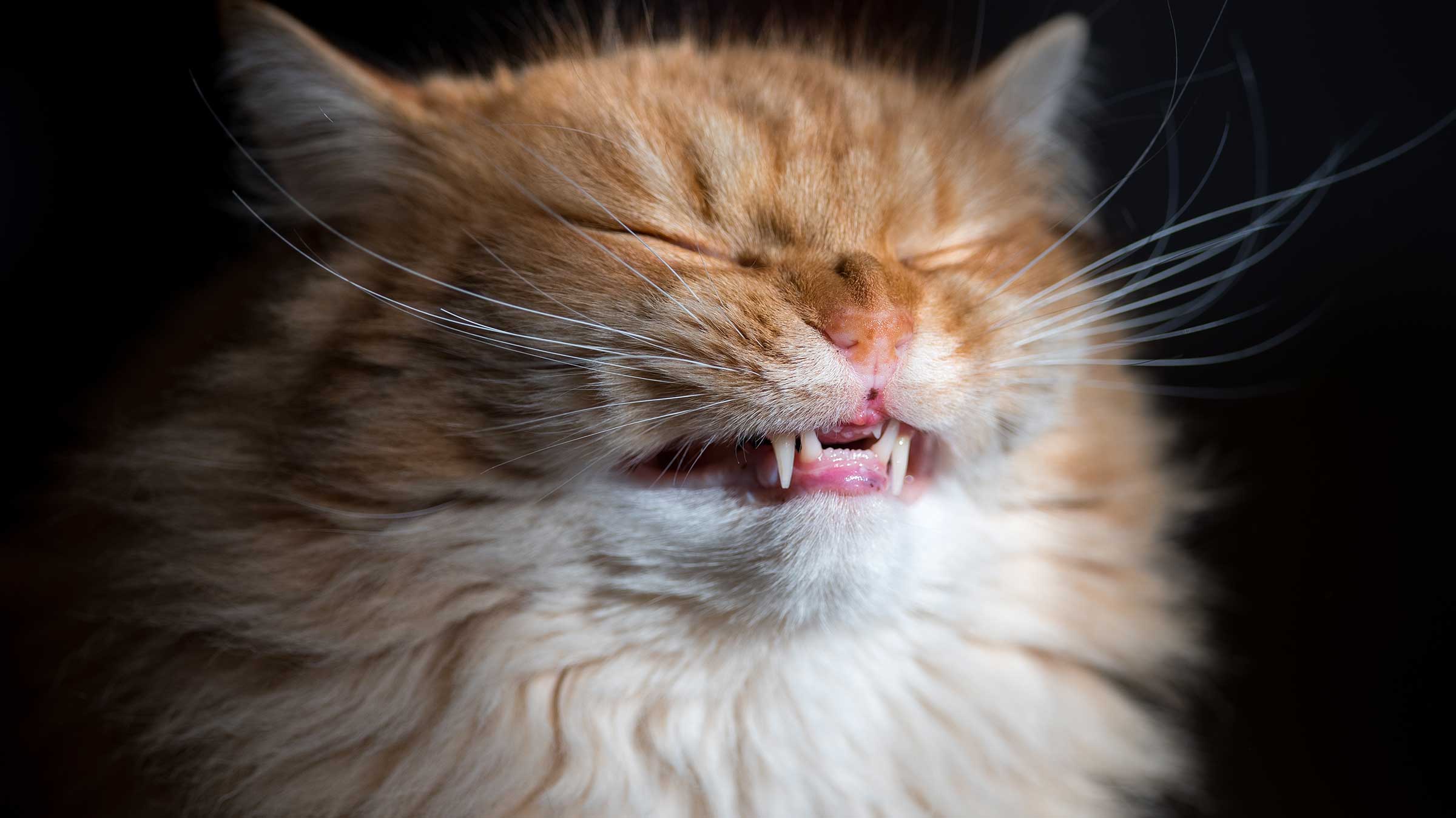 How to Keep Your Pet’s Teeth Clean and Healthy? - Francis Animal Clinic