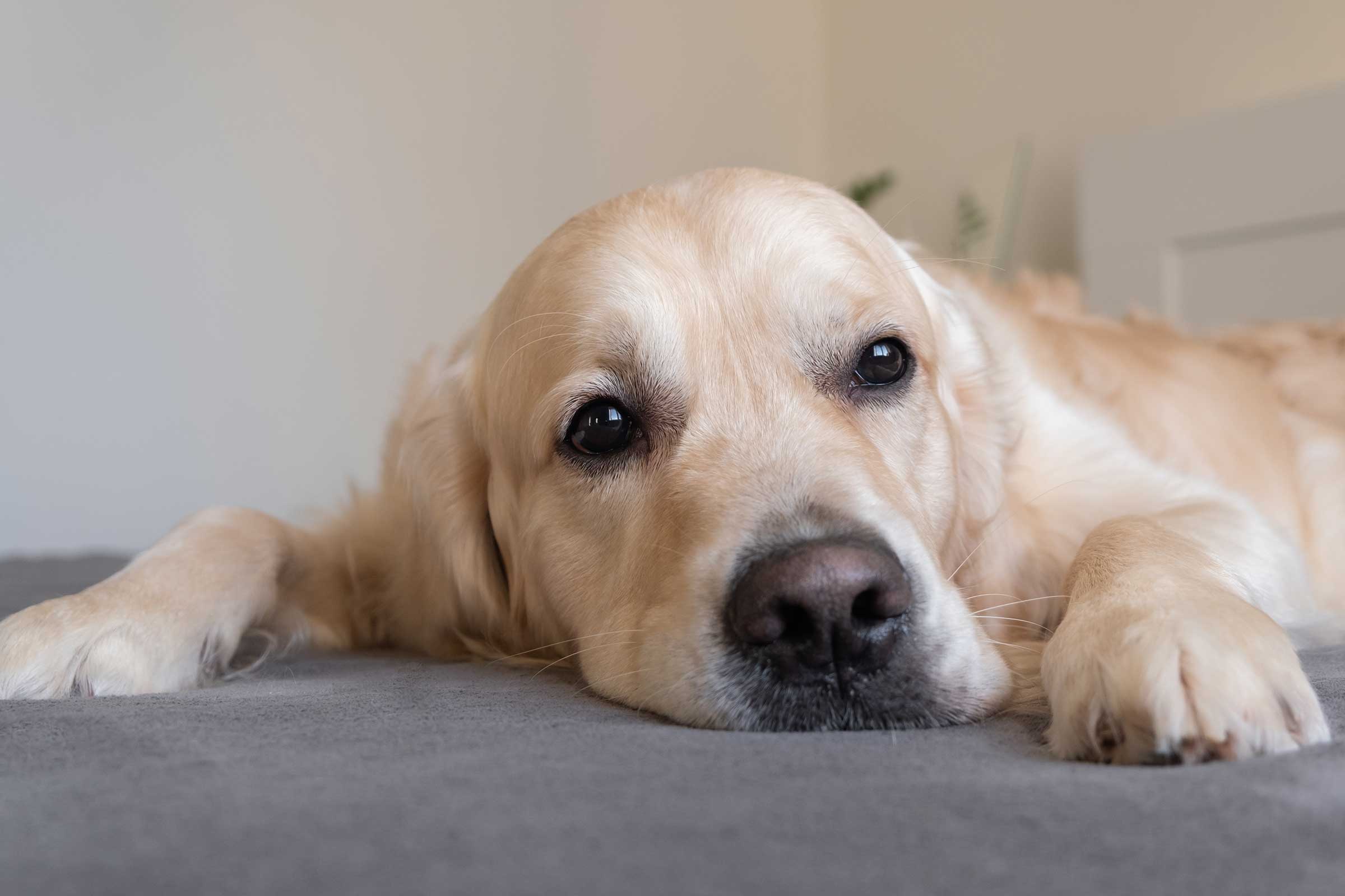 Understanding Pet Allergies: Causes, Symptoms, and Treatment - Francis ...