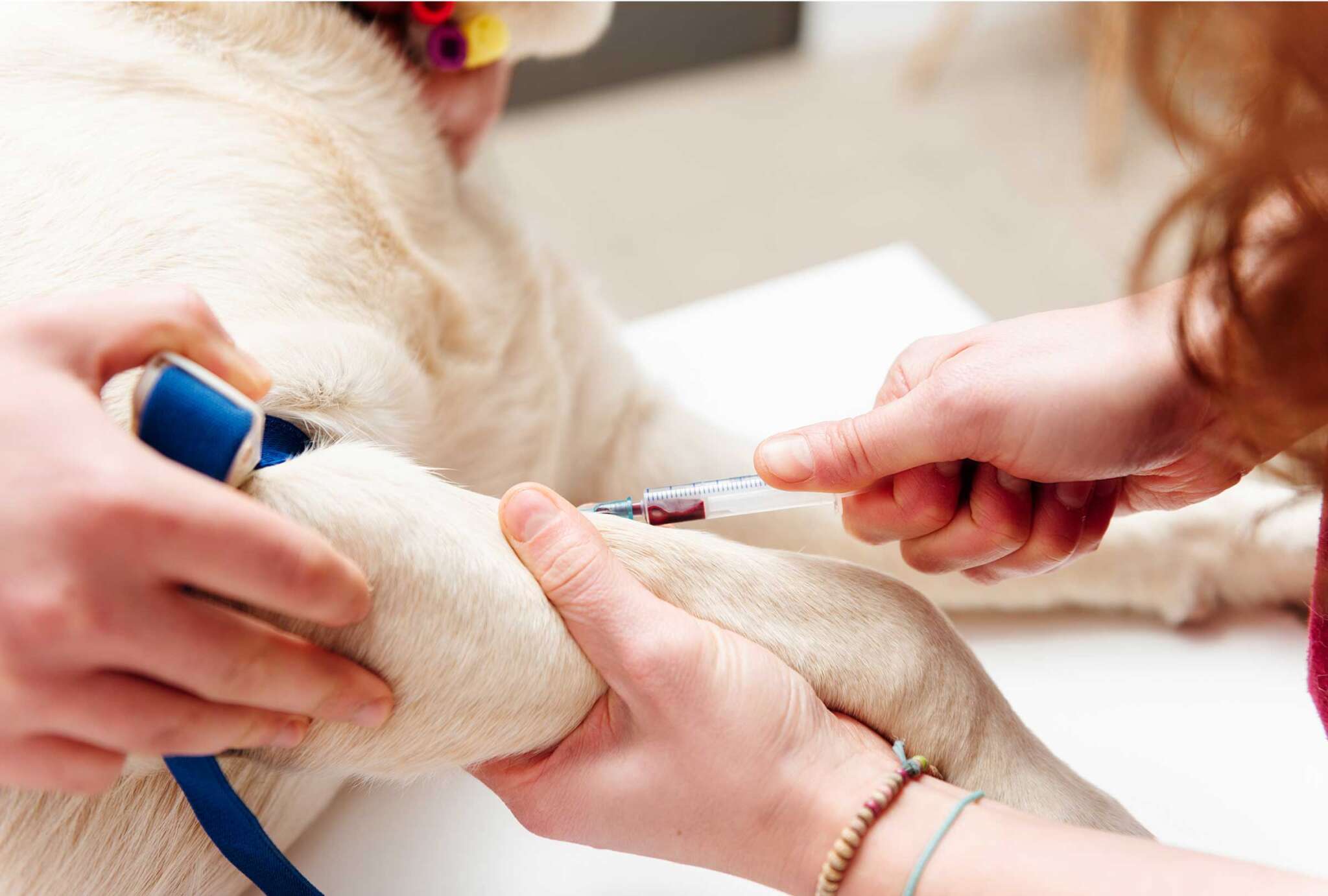 Home - Francis Animal Clinic