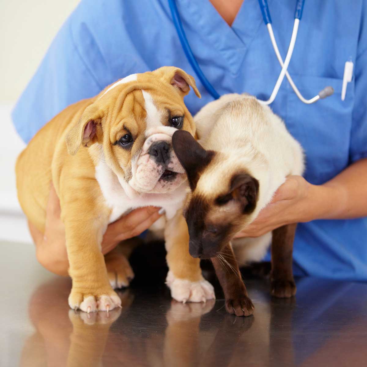 New Patients - Francis Animal Clinic